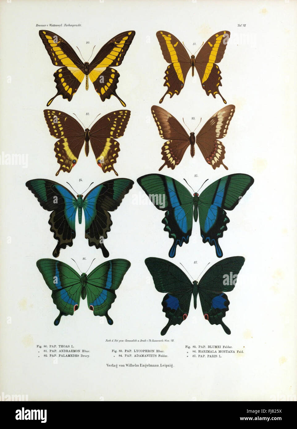 An illustration depicting the vibrant colors of insects, with a focus ...