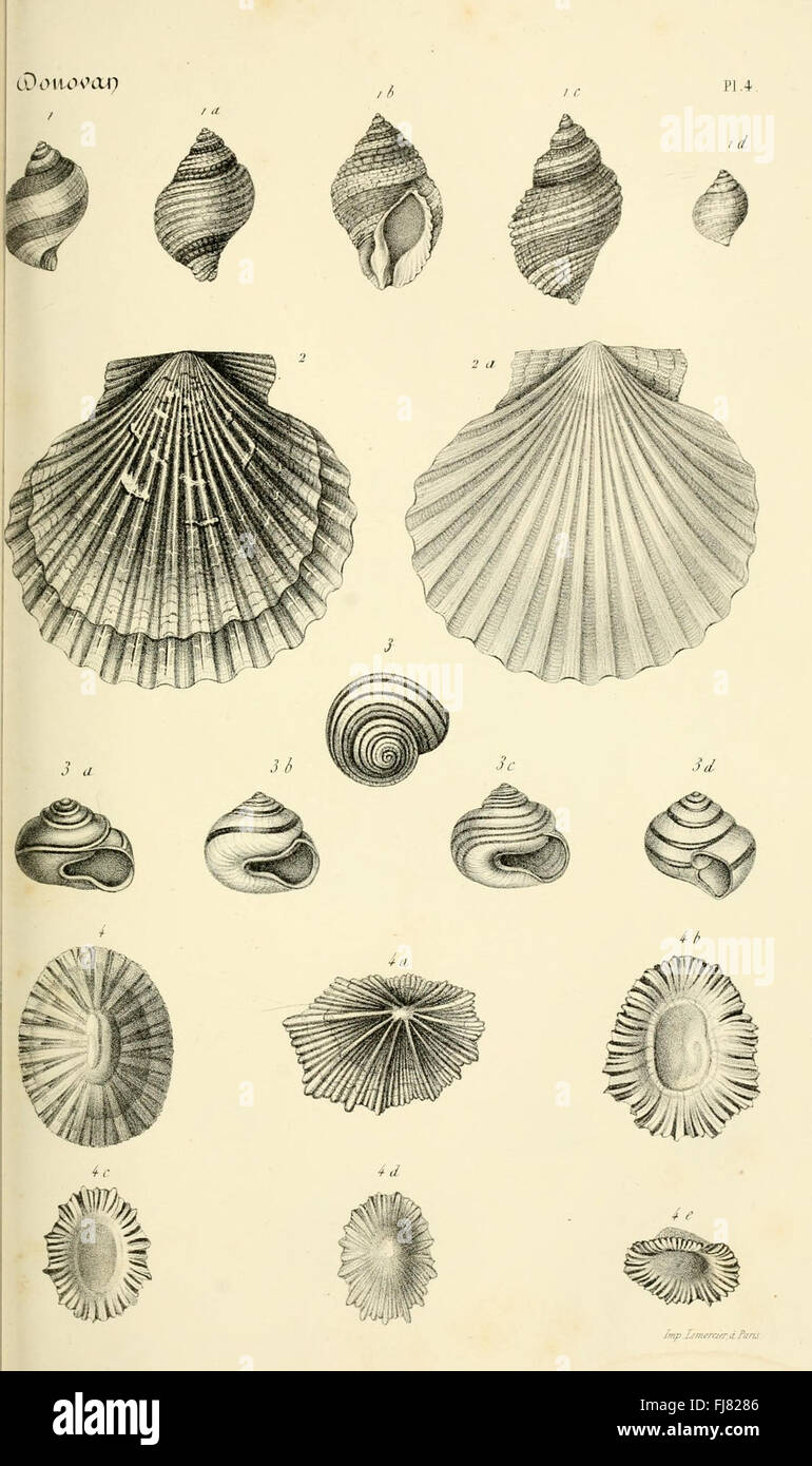 A catalog of mollusk and shell collections housed at Harvard University ...
