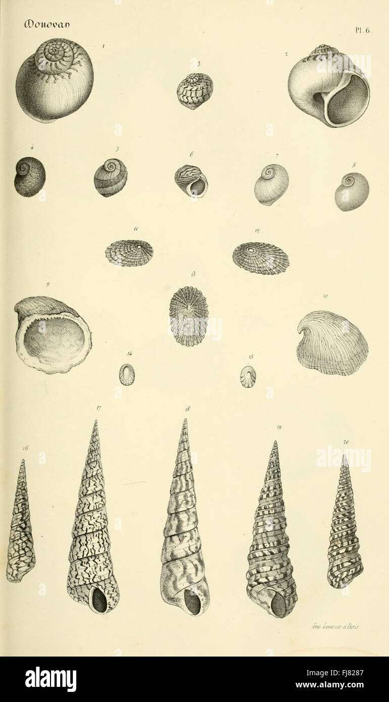 Bibliothèque conchyliologique: A catalog and collection of mollusks and ...