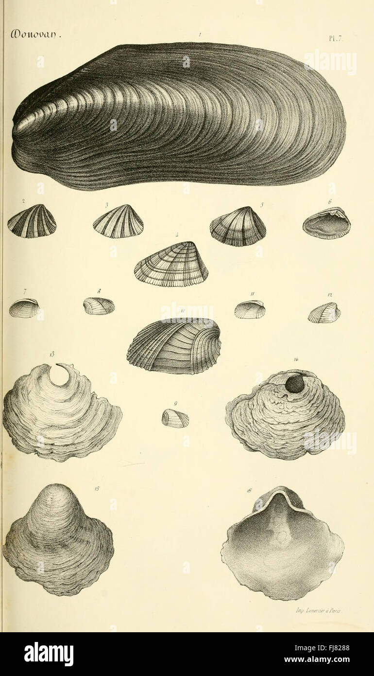 Bibliothèque conchyliologique, a catalog and collection of mollusks and ...