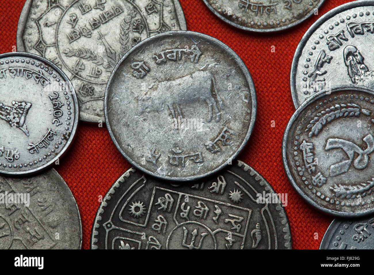 Coins of Nepal. Hindu sacred cow depicted in the Nepalese 10 paisa coin ...