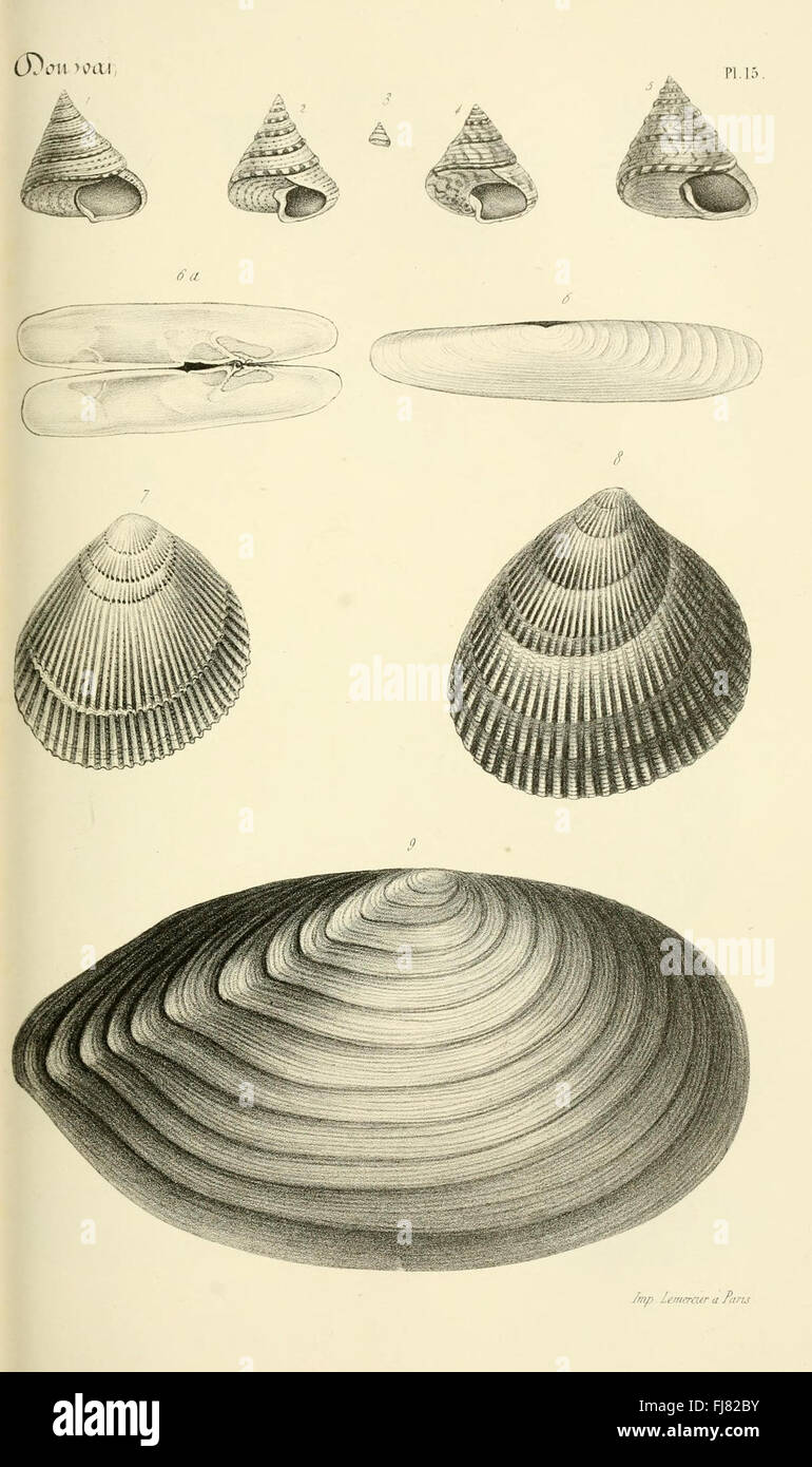 A catalog of mollusk collections from the Bibliothèque conchyliologique ...