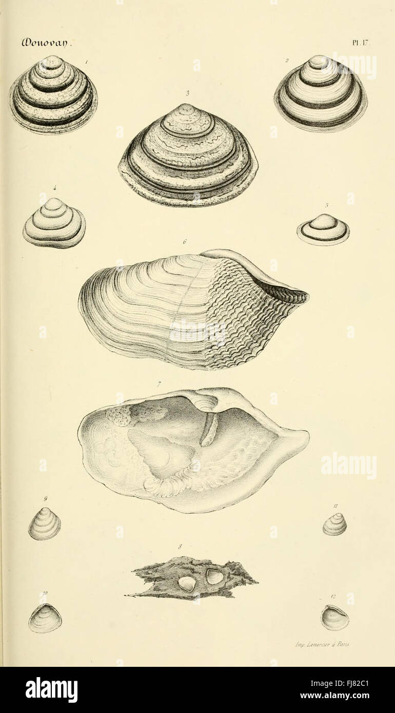 A catalog of shell collections and conchological works, showcasing ...