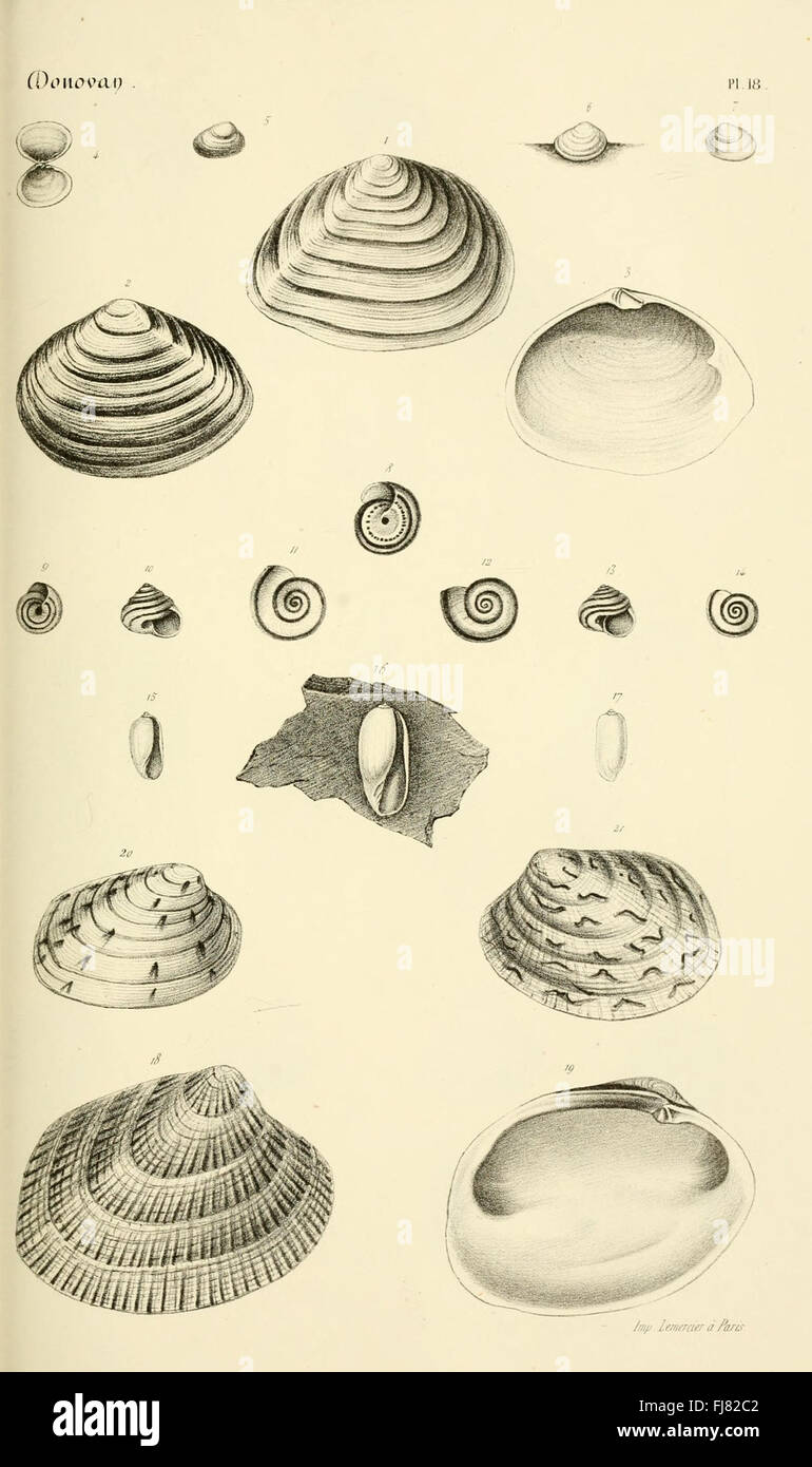 Catalog of mollusk shells, documenting a large collection of specimens ...