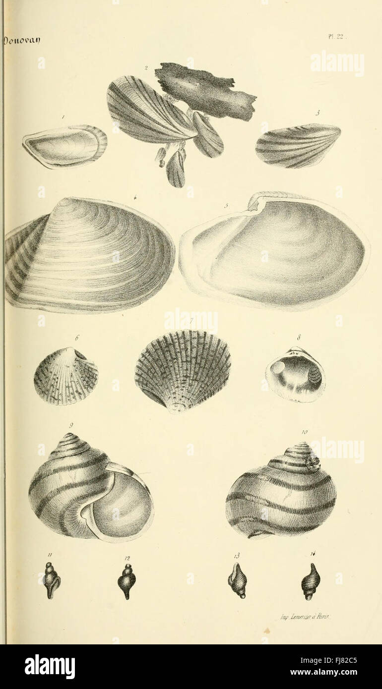 Bibliothèque Conchyliologique: A catalog of mollusks and shells ...
