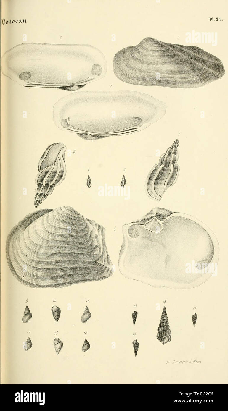 Conchological Library and Collections, Harvard University MCZ, Ernst ...