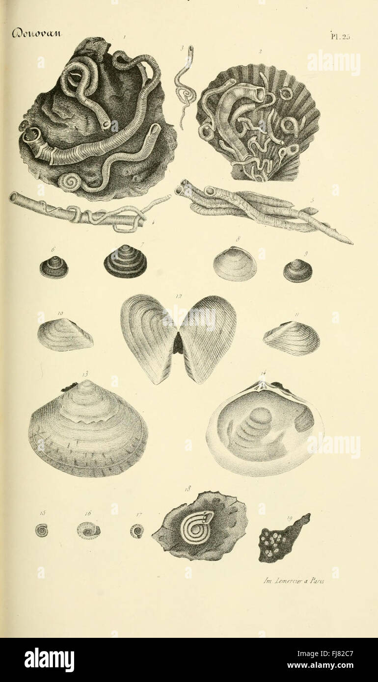 Conchological Library - A catalog and collection of shell species with ...