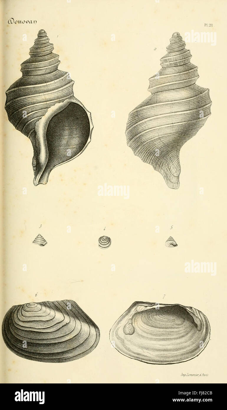 Bibliotheca Conchyliologica, a catalog of mollusk and shell collections ...