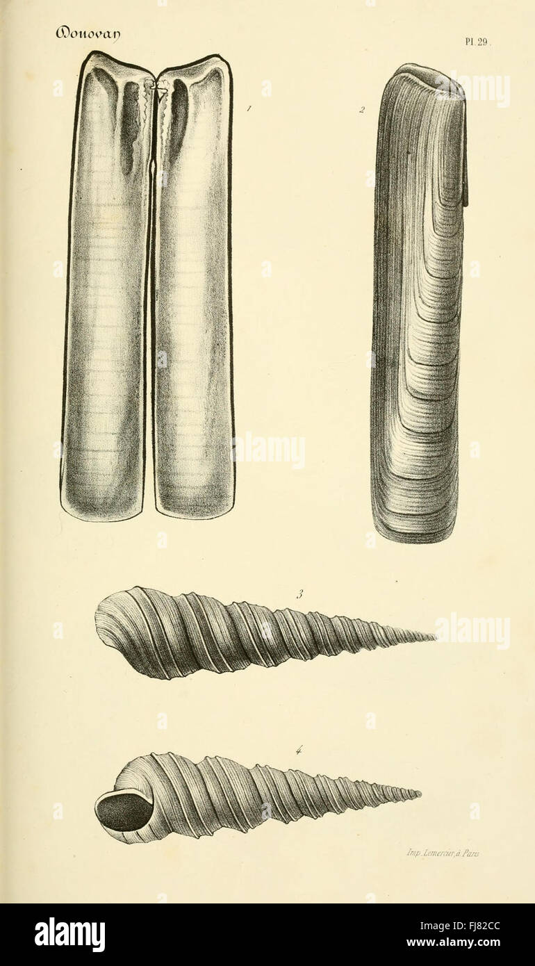 A catalog of mollusk shells, providing detailed descriptions and ...