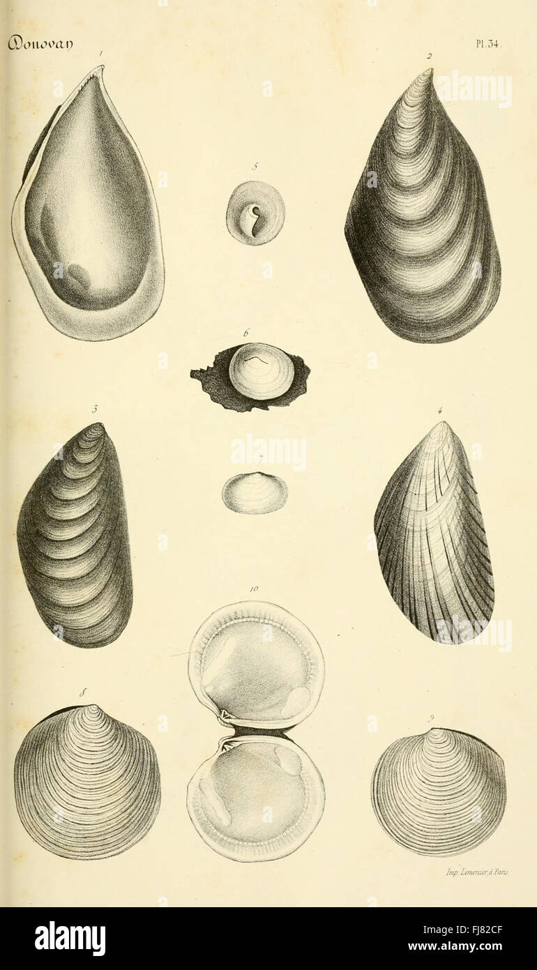 A catalog of shell species, documenting various mollusks from different ...
