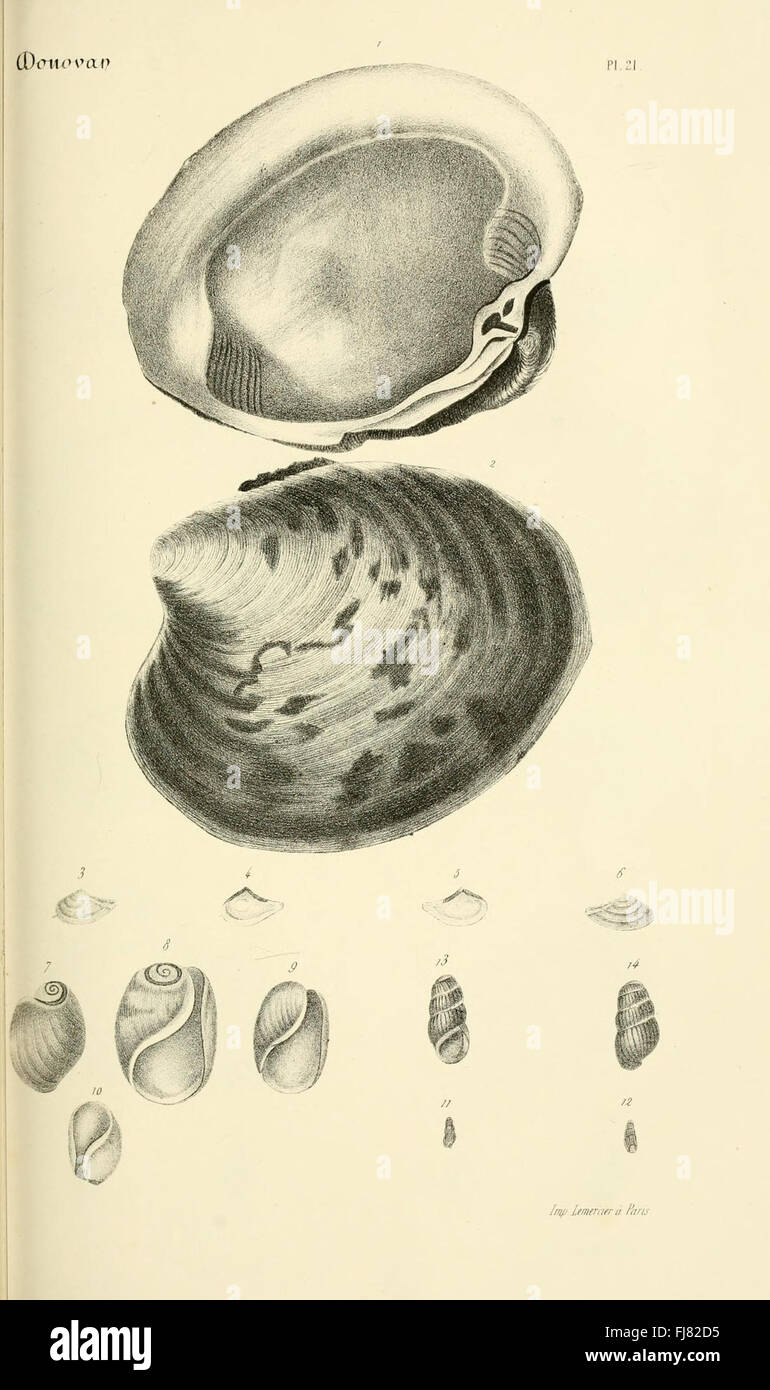 Conchological records hi-res stock photography and images - Alamy