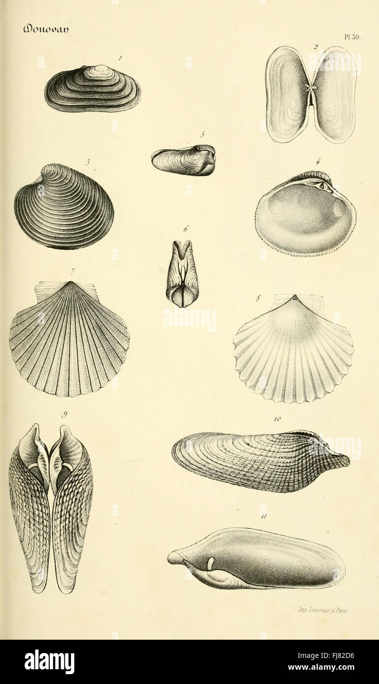 This catalog provides a comprehensive collection of shell species and ...