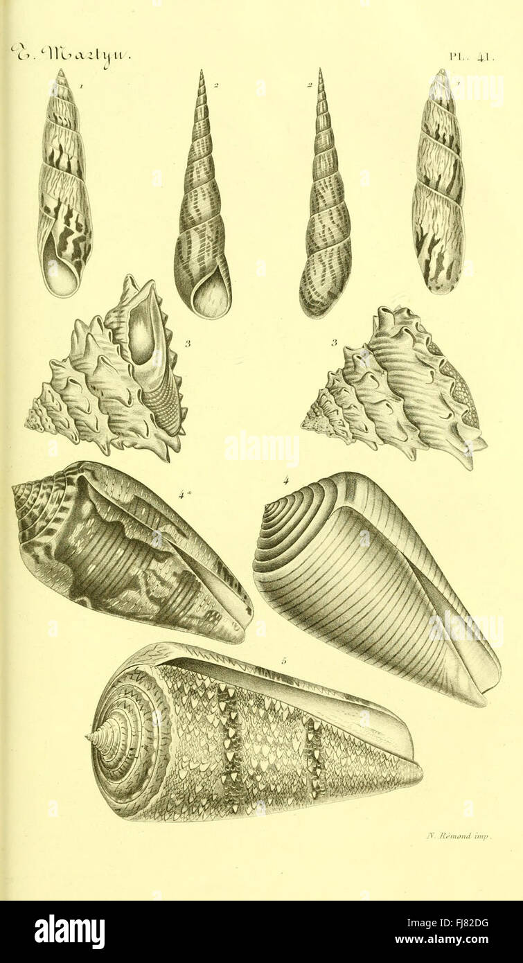 A catalog and collection of shells, detailing various mollusk species ...
