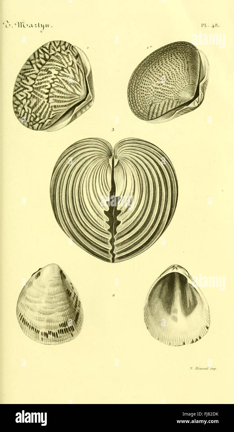 A detailed catalog of mollusks and shells, providing an extensive ...