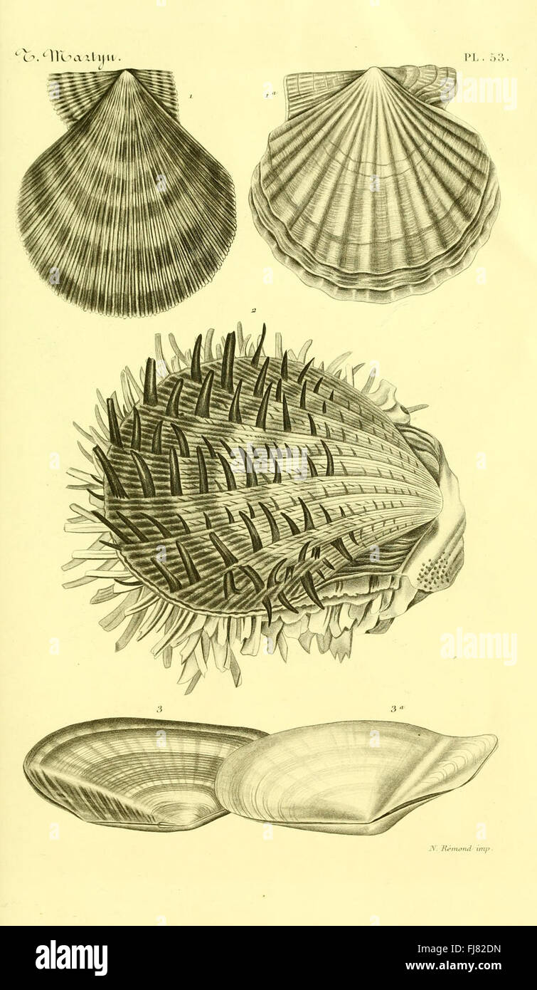 Bibliothèque conchyliologique: Catalogs and collections from Harvard ...