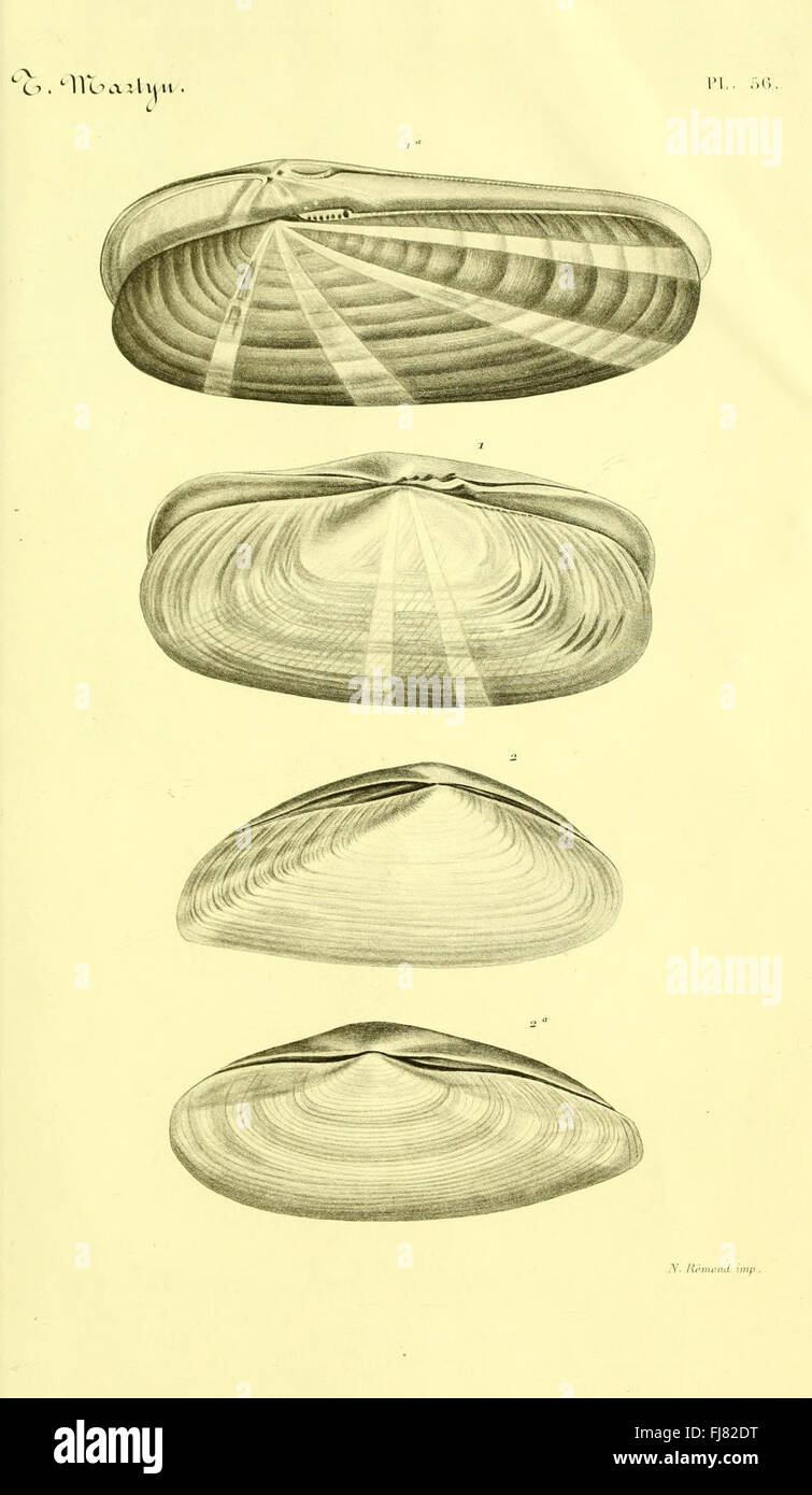 A comprehensive catalog of shells and mollusks, highlighting the ...