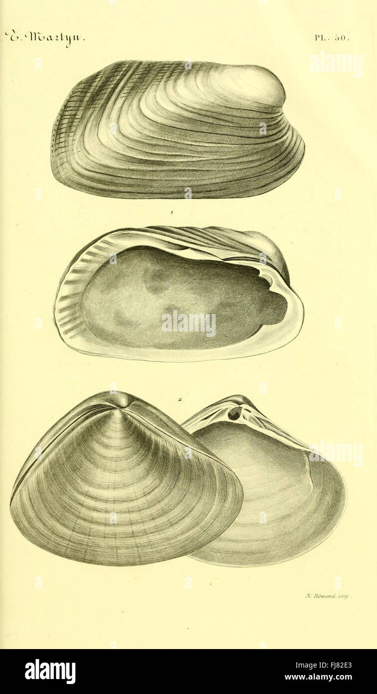 A catalog of mollusk shells, providing detailed descriptions and ...