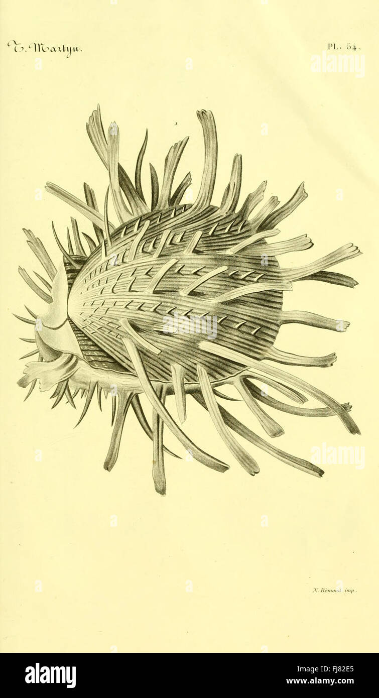 A catalog and collection of mollusk shells, featuring species ...