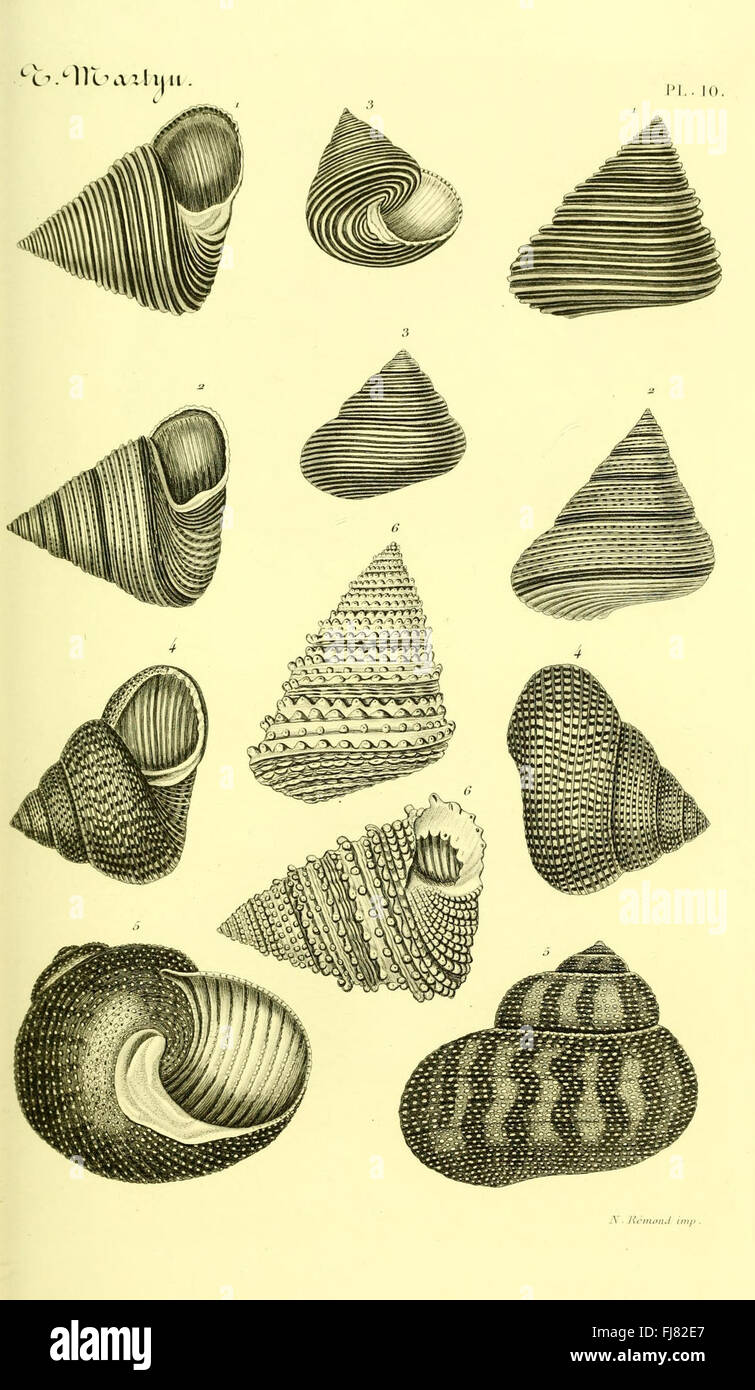 A conchological catalog featuring detailed illustrations of various ...
