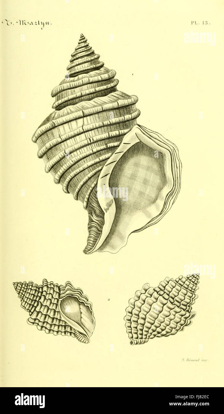 Collection mollusk species from hi-res stock photography and images - Alamy