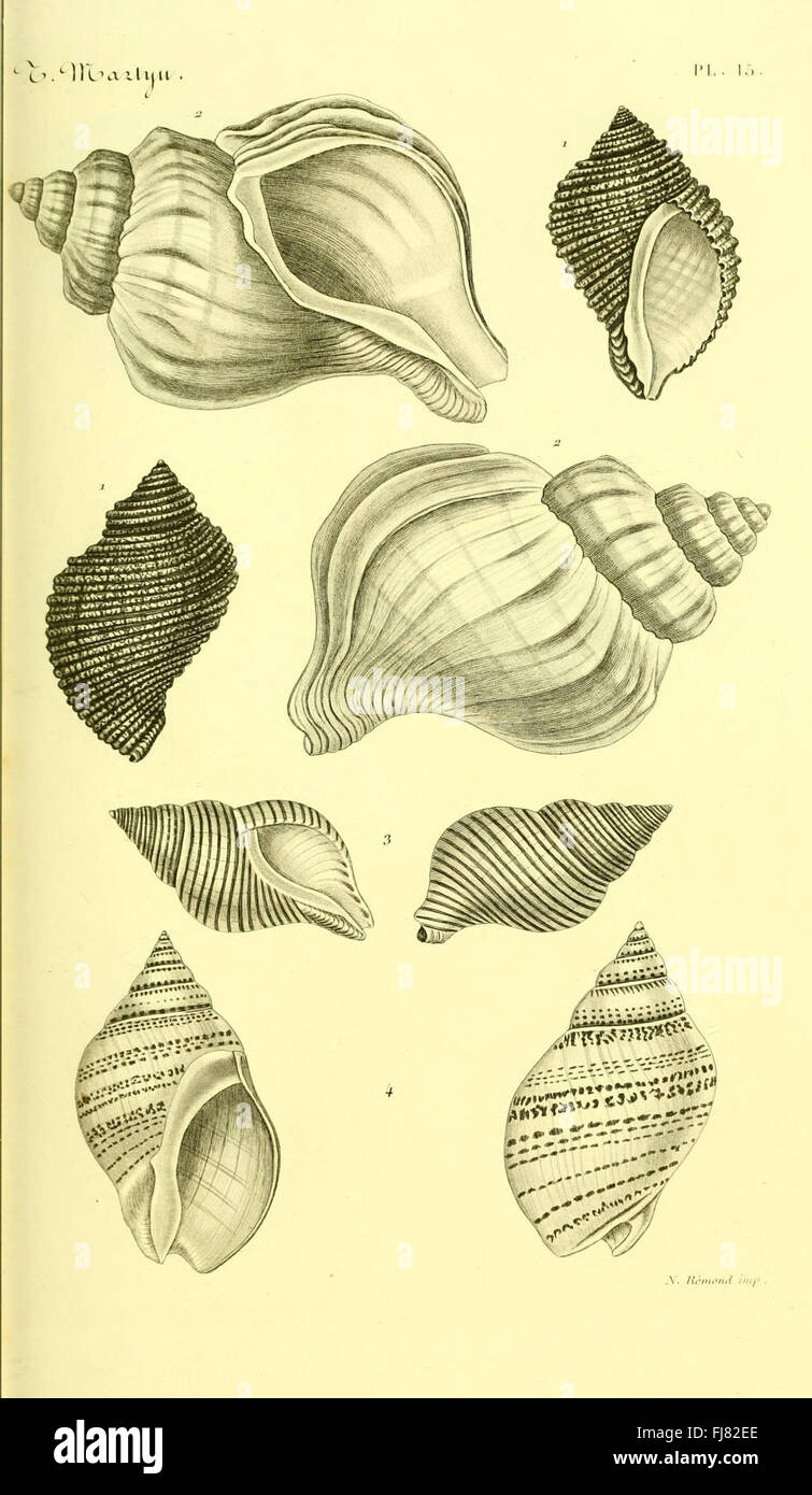 A catalog and illustrated collection of mollusks and shells, housed in ...