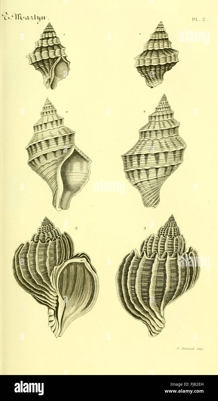 A catalog plate showcasing an array of shell specimens from the famed ...