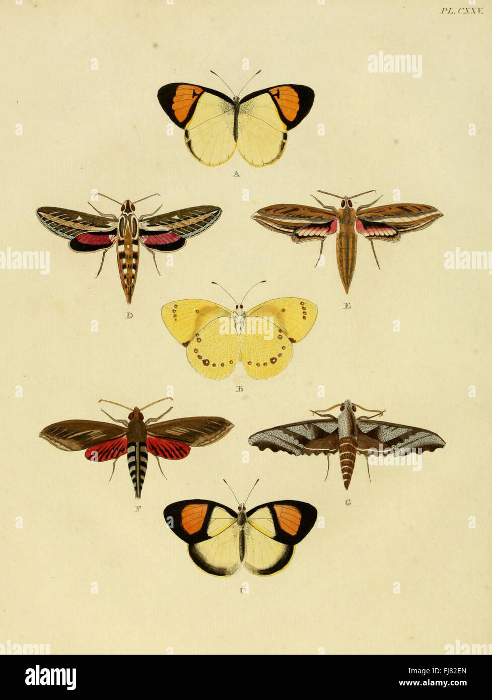 An appendix to the work on foreign moths, focusing on a detailed ...