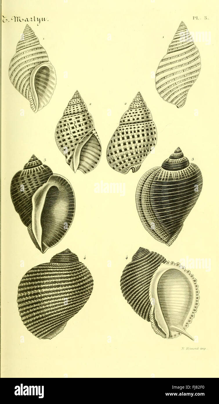 A catalog of mollusk collections, featuring illustrated plates of ...