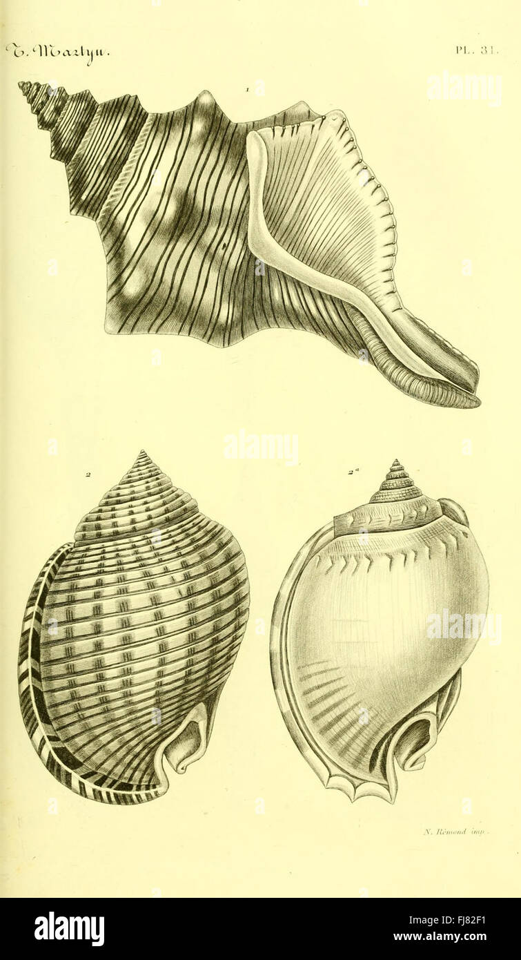 A catalog of shell species, detailing the classification and study of ...