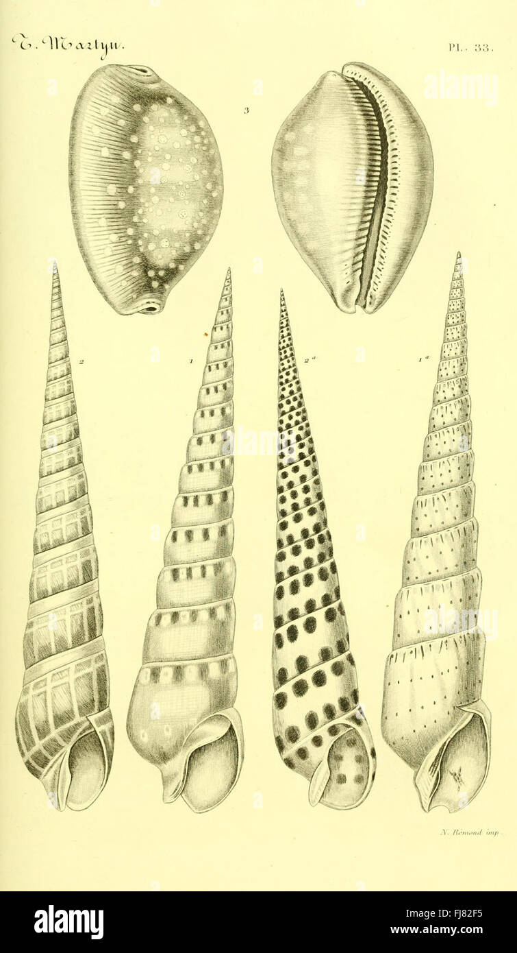 An illustrated catalog and collection of mollusks and shells ...