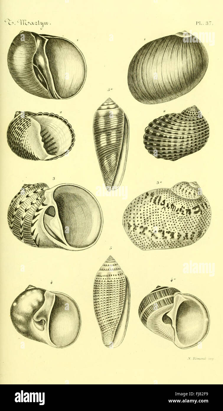 Conchological Library, Plate 37, Mollusks, Shells, Harvard University ...