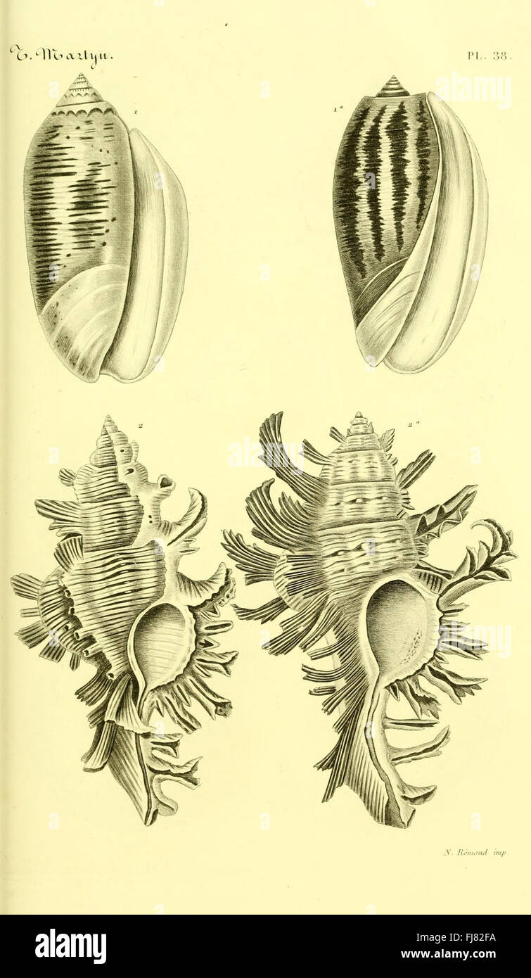 An illustration from *Bibliothèque Conchyliologique*, showing various ...