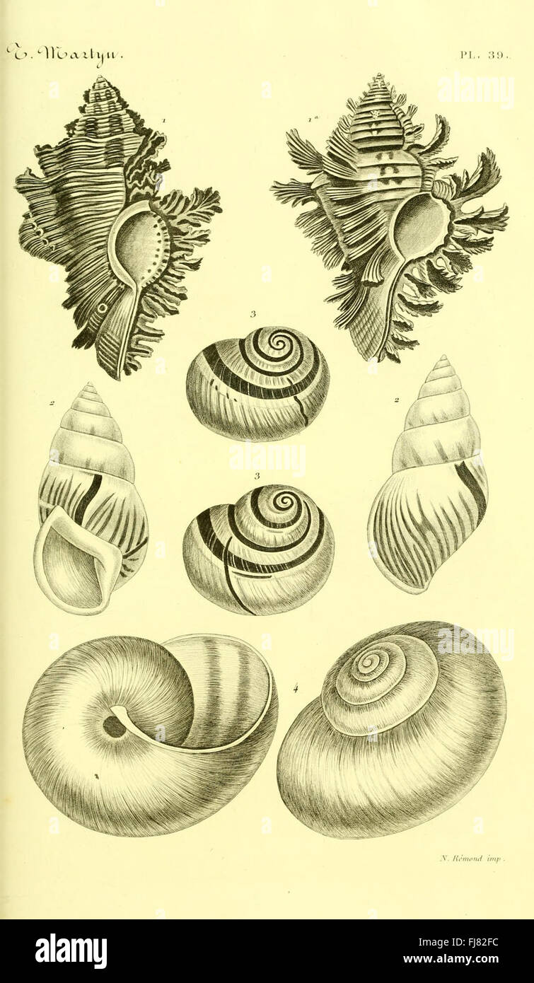 A catalog of mollusks and shells, showcasing detailed illustrations and ...