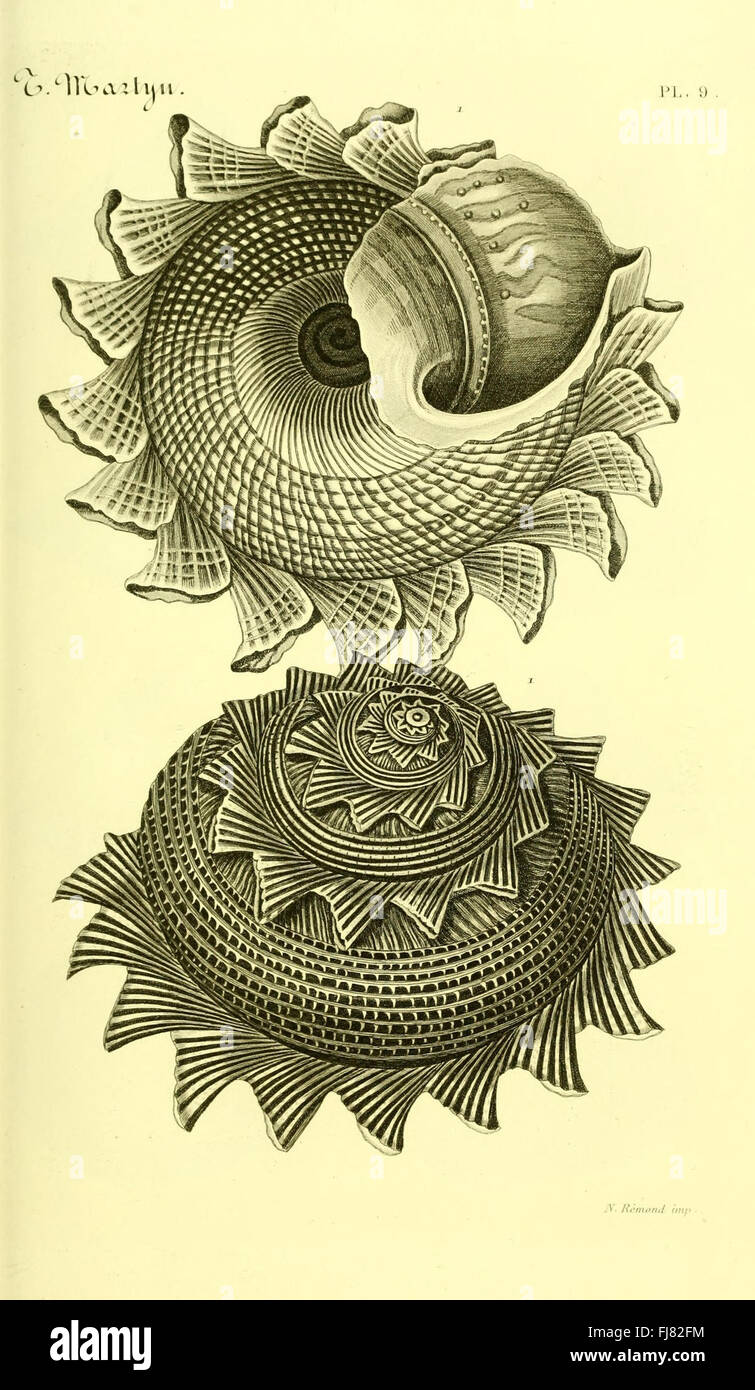 A catalog of mollusks and shells, documenting species and varieties ...