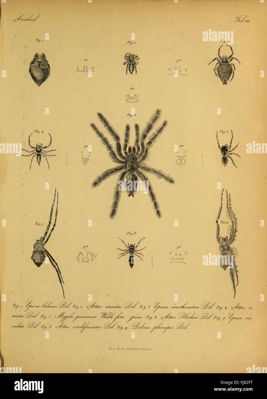 A contribution to the knowledge of arachnids in the Indian Archipelago ...