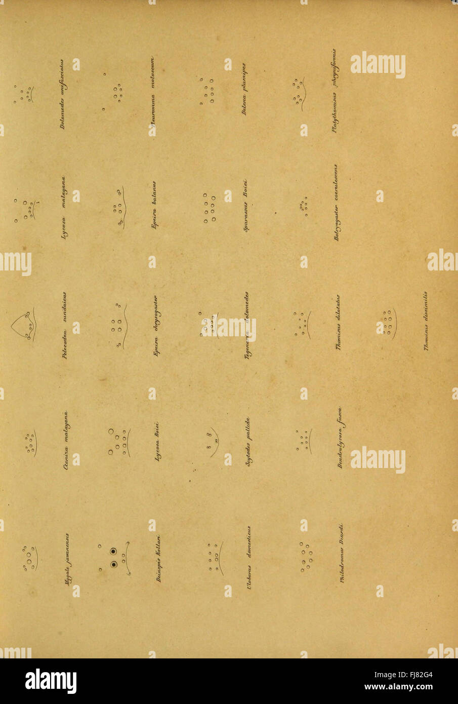 Diversity of spider morphology hi-res stock photography and images - Alamy