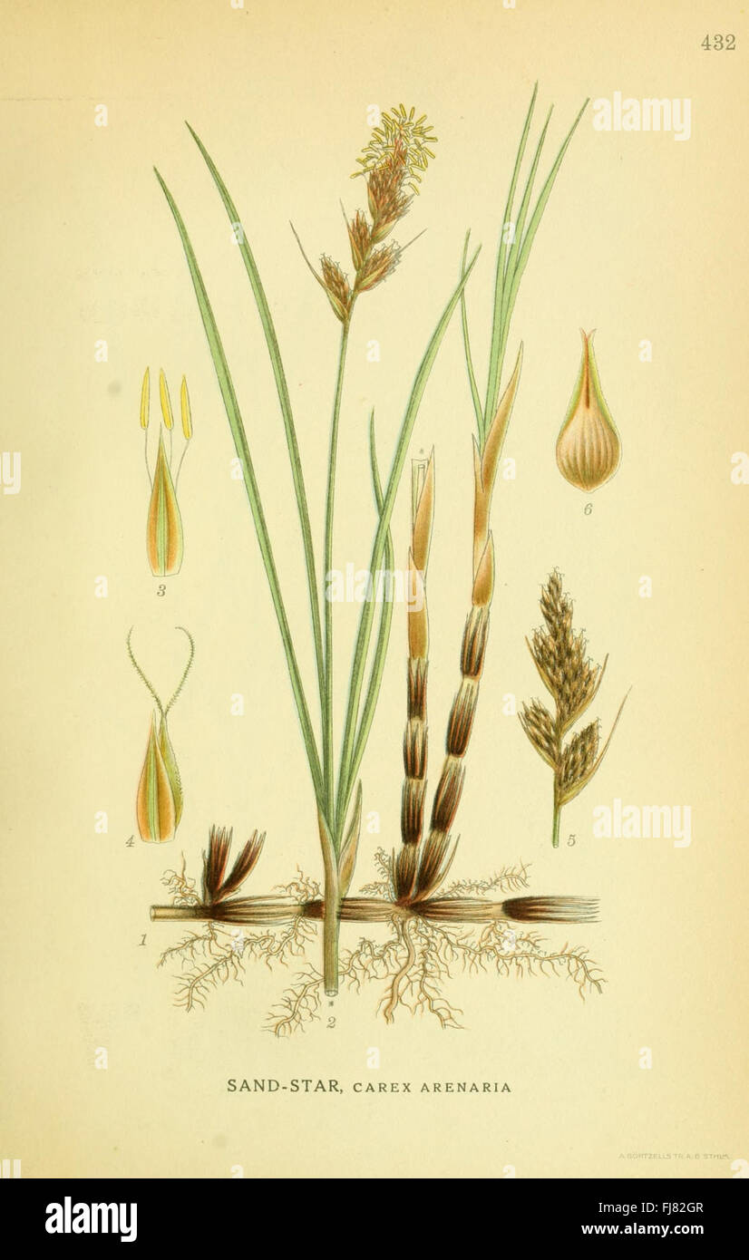 The Illustrations of Nordic Flora from Finland, housed in the Mertz ...