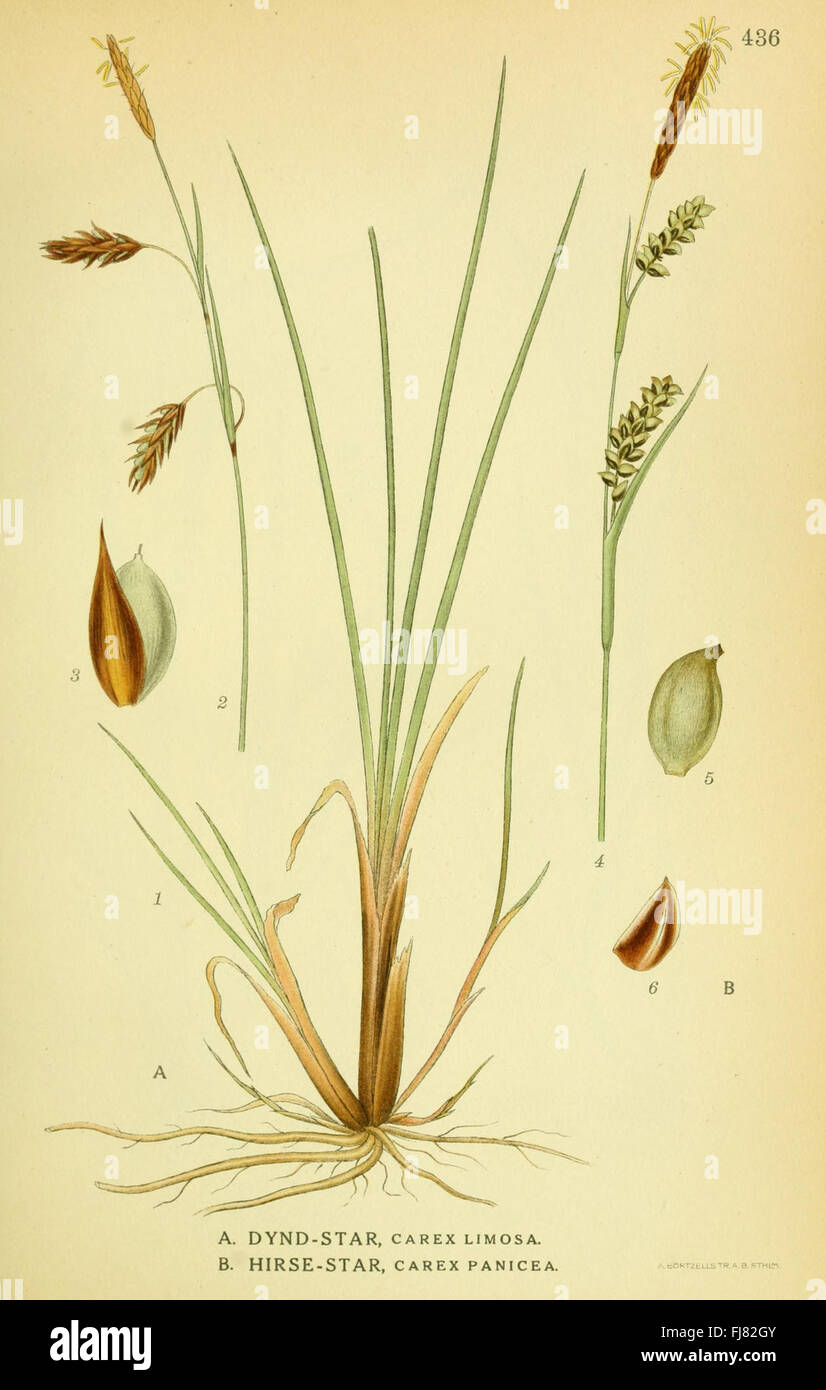 An illustration from 'Billeder af Nordens Flora,' depicting the diverse ...