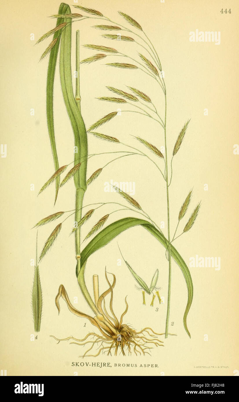 Billeder af nordens flora (Page 444 Stock Photo - Alamy