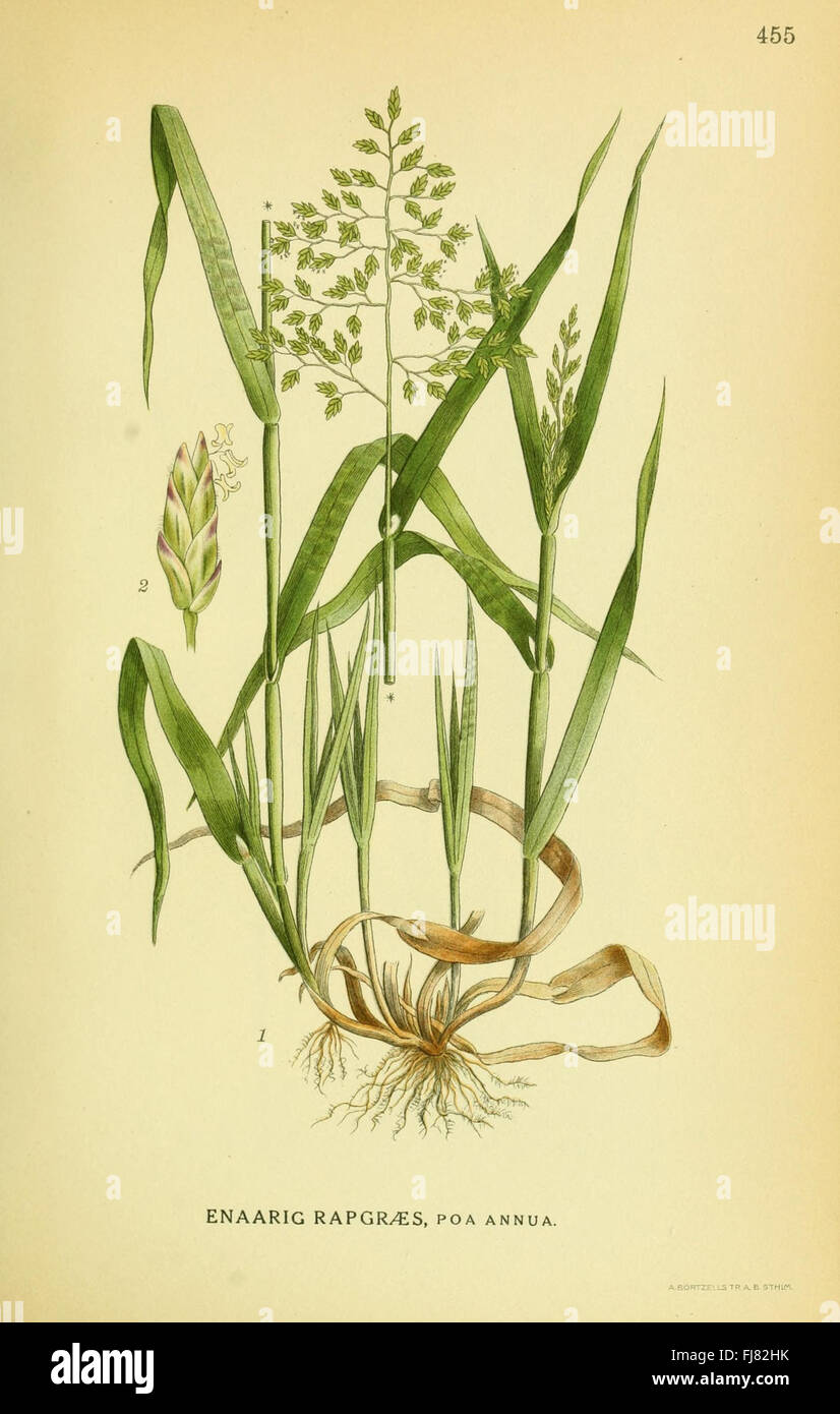 A pictorial botanical work documenting Scandinavian plant species, with ...