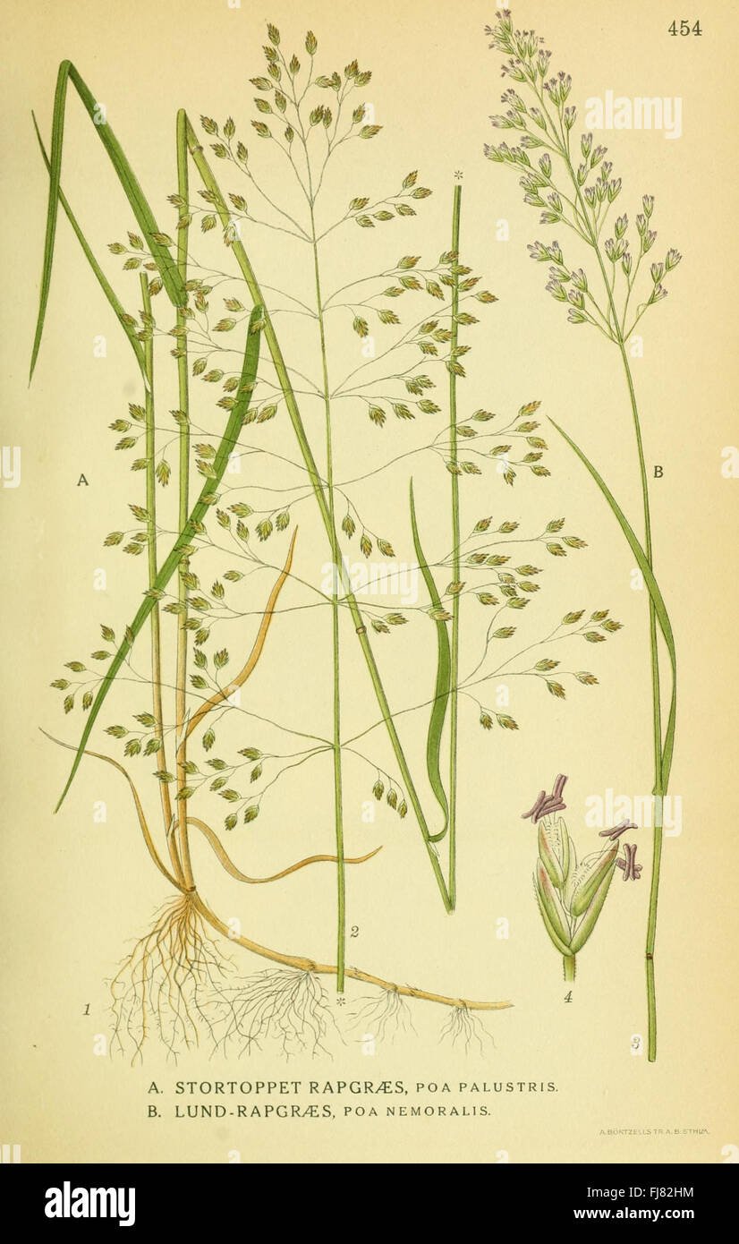 An illustration from *Billeder af Nordens Flora*, depicting the plants ...