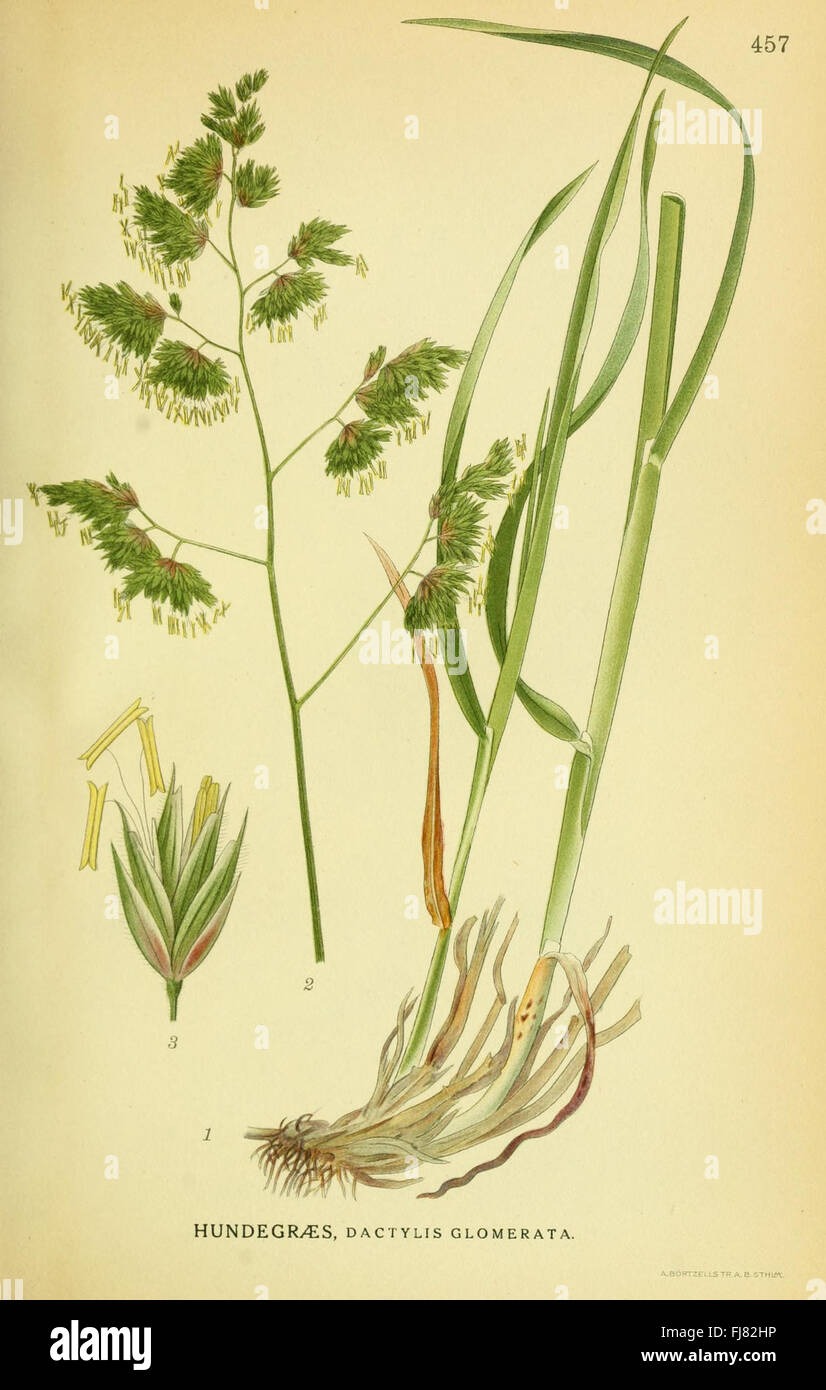 Billeder af Nordens Flora (Page 457), a botanical work on the flora of ...