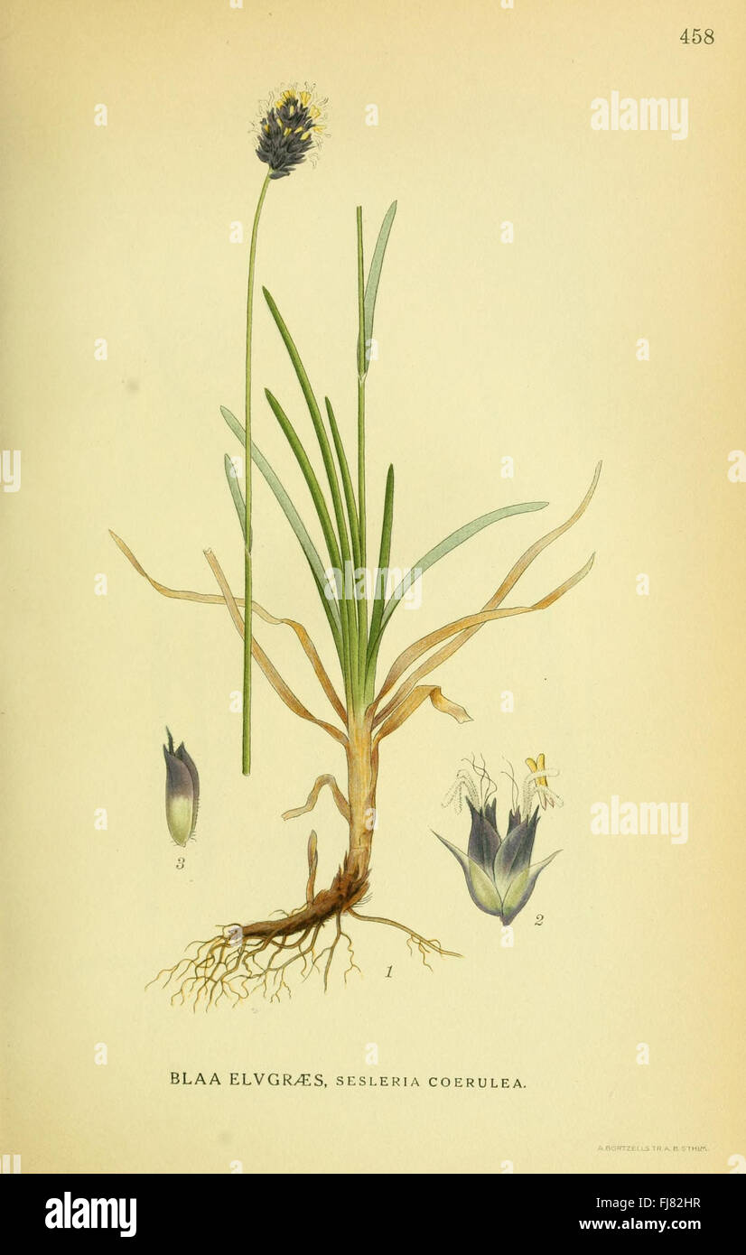 An illustration from 'Billeder af Nordens Flora,' showcasing the plant ...