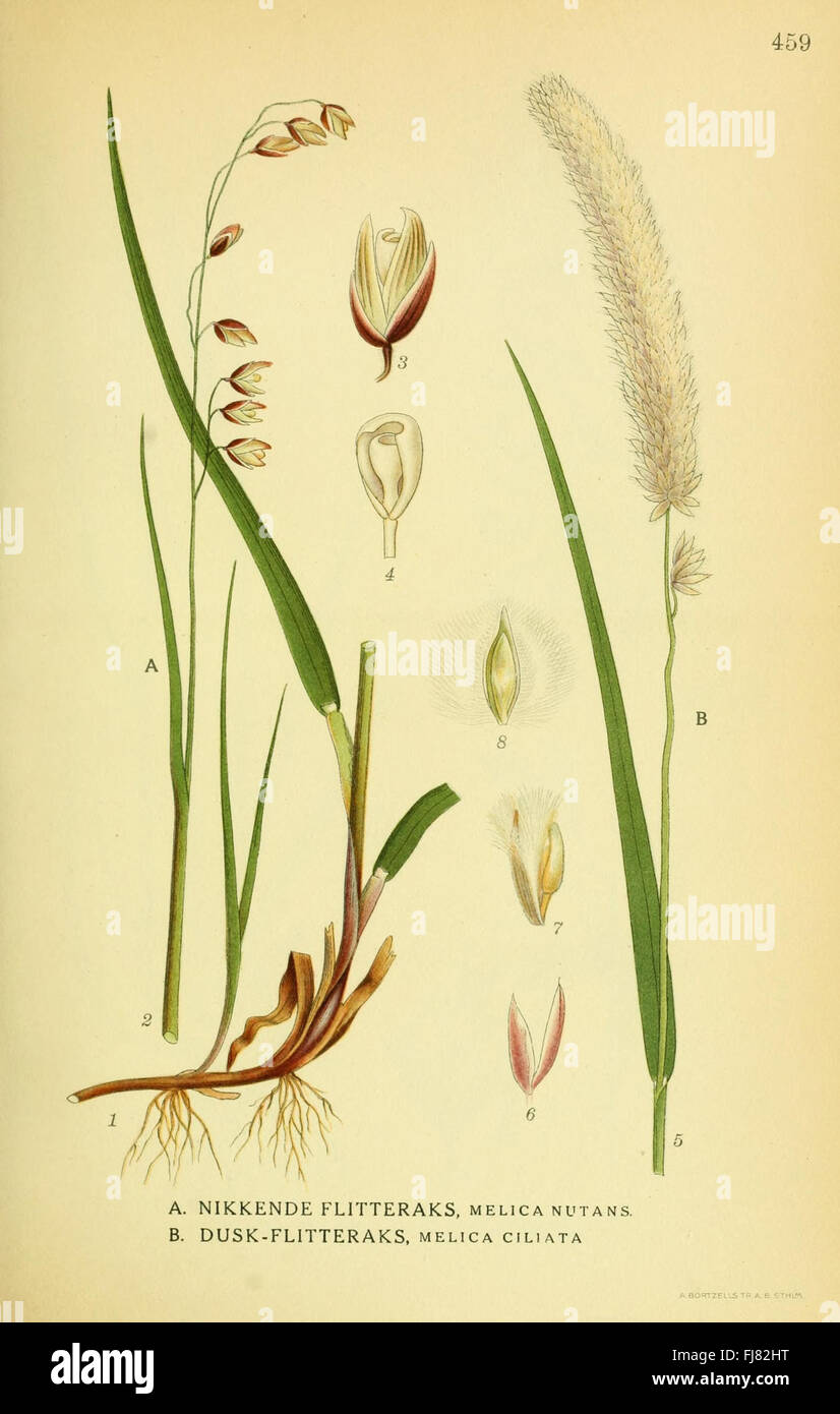 An illustration of the flora of the Nordic countries, featuring various ...