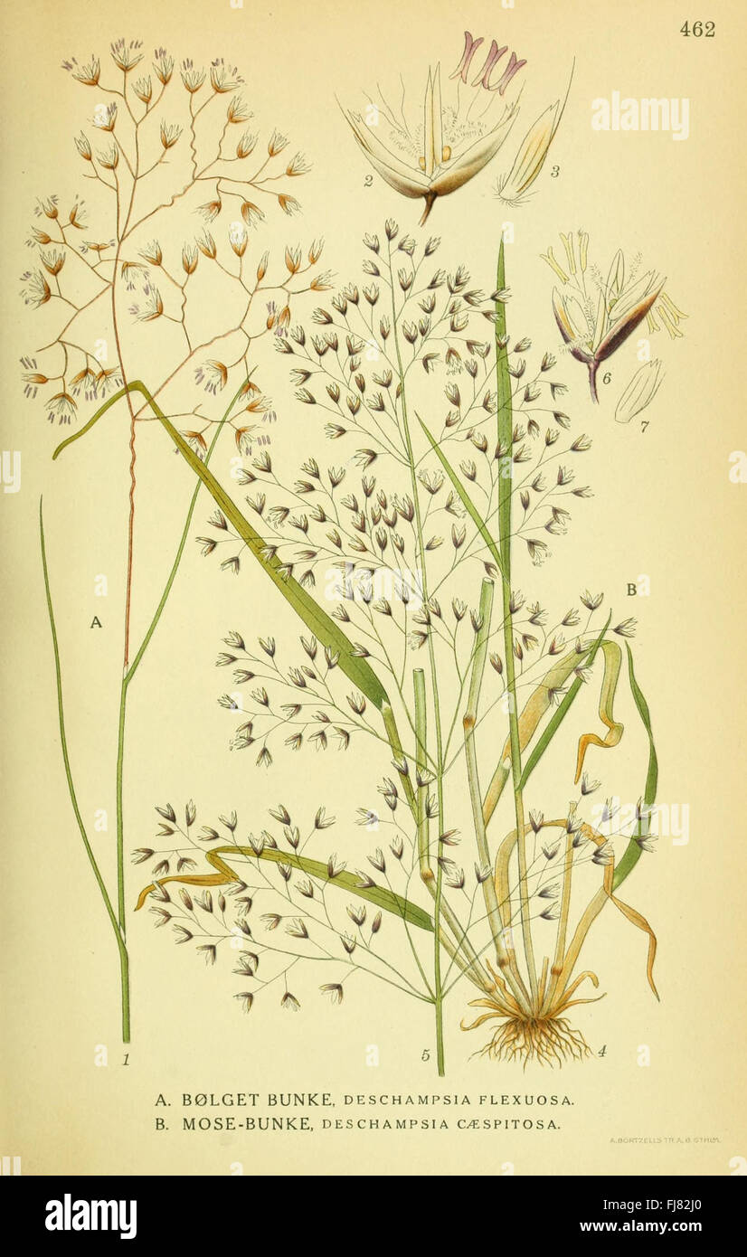 Another illustration from 'Billeder af nordens flora,' depicting the ...