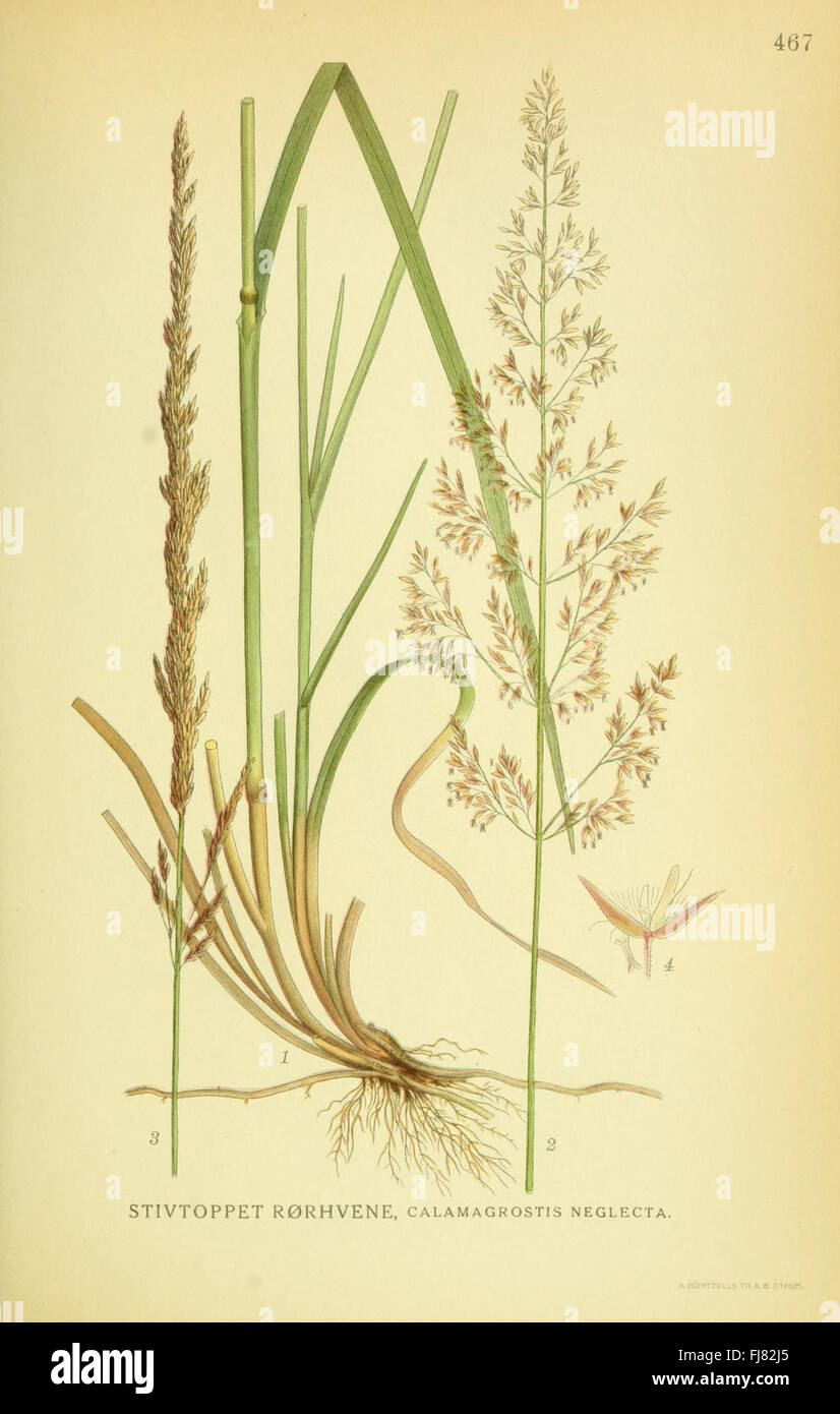Illustrations from the flora of Northern Europe, showcasing plant ...