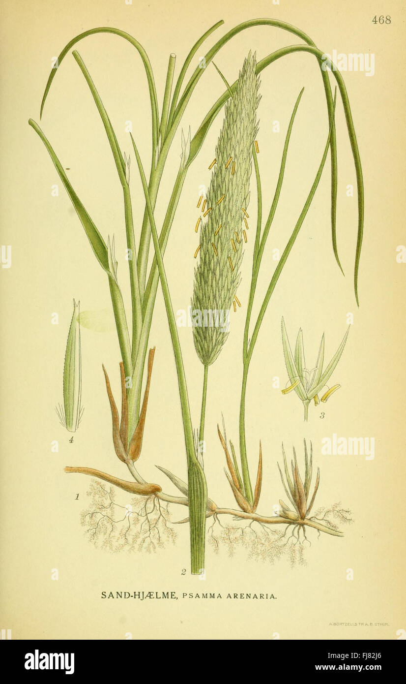 An illustration from 'Billeder af nordens flora', showcasing plants ...