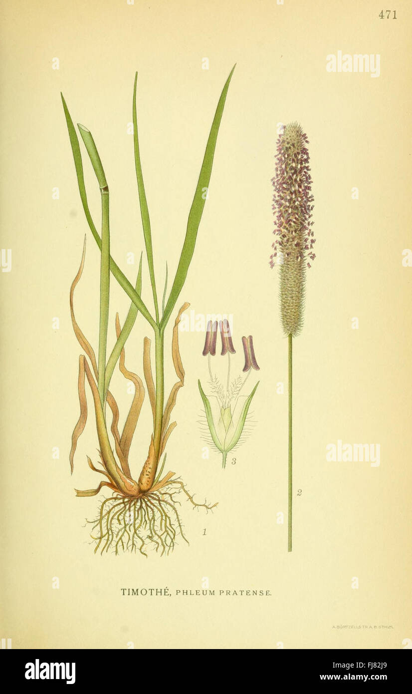 Billeder af Nordens Flora, a botanical work illustrating plant species ...