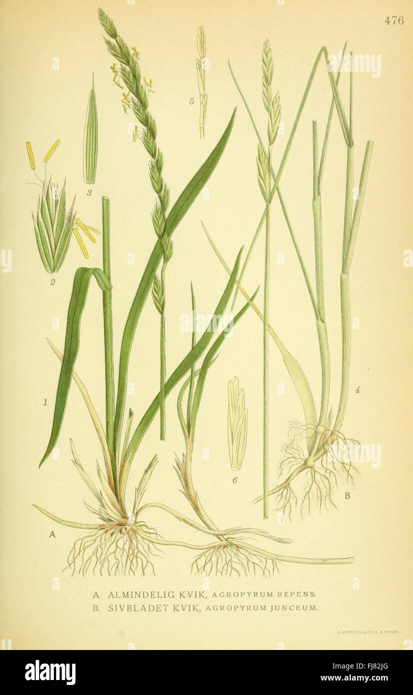 This botanical collection features illustrations of plant species ...