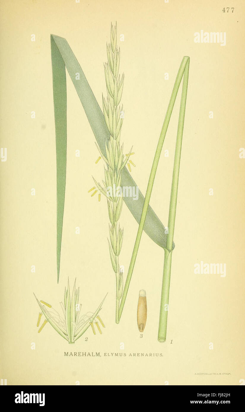 Billeder af nordens flora (Page 477 Stock Photo - Alamy